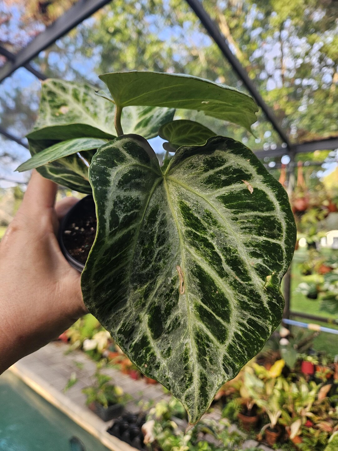 Anthurium Silver Blush Mint - Etsy