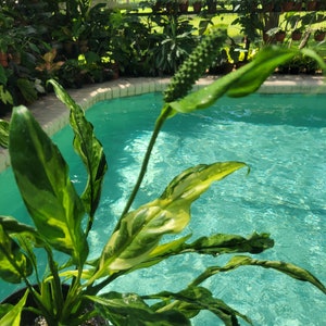 Spathiphyllum Variegated Yellow Mutant Peace Lily - Etsy