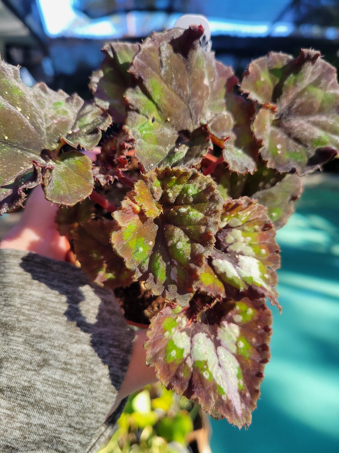 Rare Limited Release Rex Begonia Green Phantom - Etsy