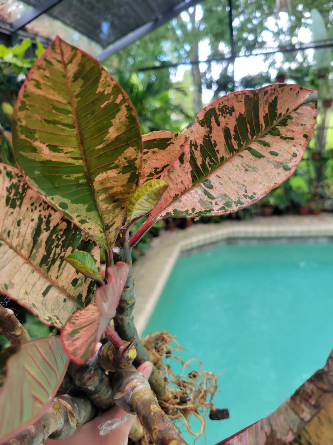 Variegated Plumeria Pink Maya Rooted - Etsy