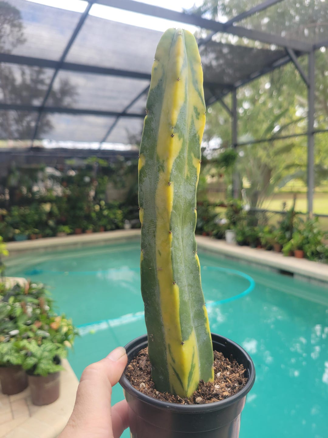 Variegated Cactus Blue Candle - Etsy