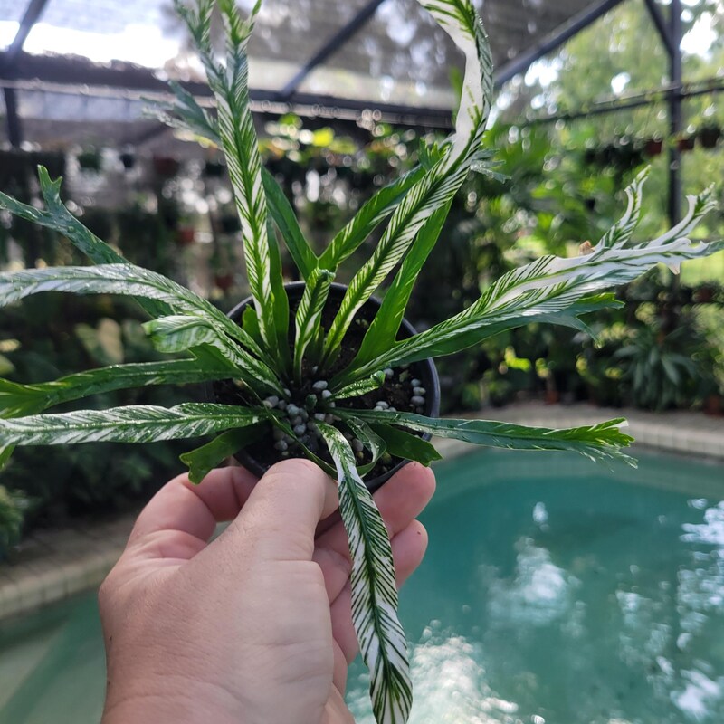 Birdsnest Fern - Etsy