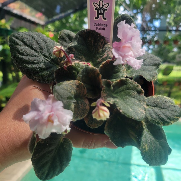 Variegated African Violet - Etsy