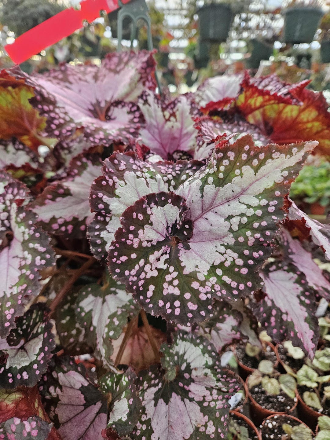 Rare Limited Release Begonia Space Fairy - Etsy