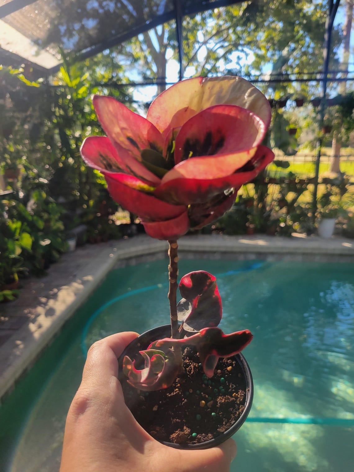 Rose Apple Croton - Etsy