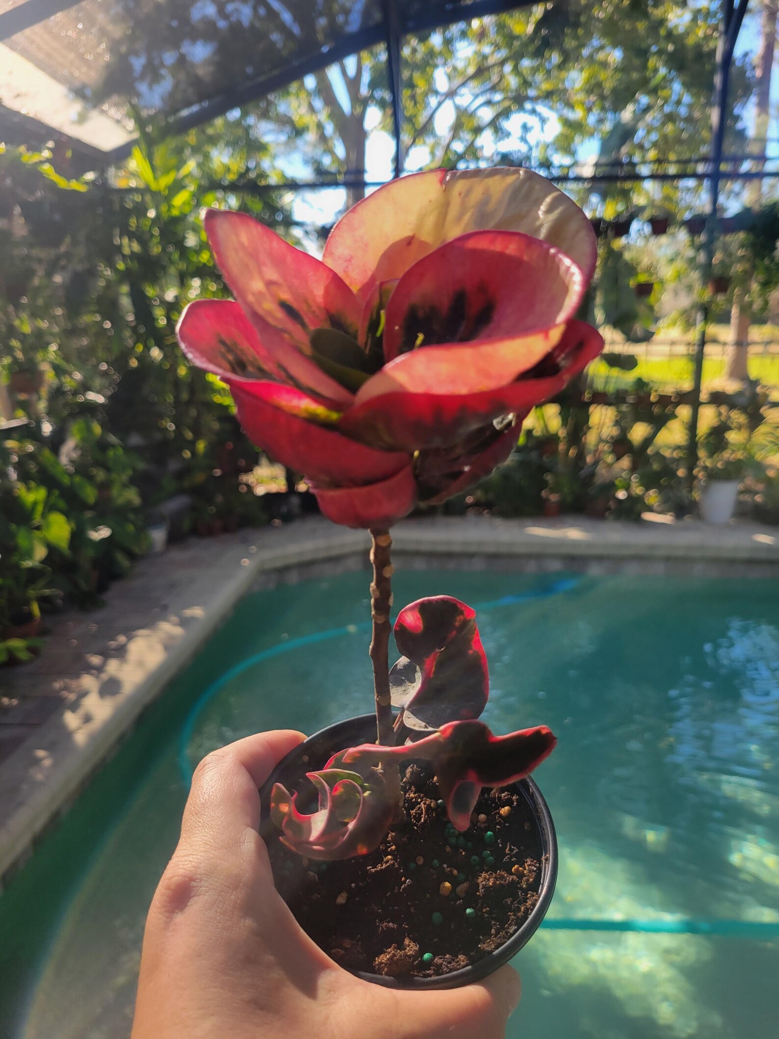 Rose Apple Croton - Etsy