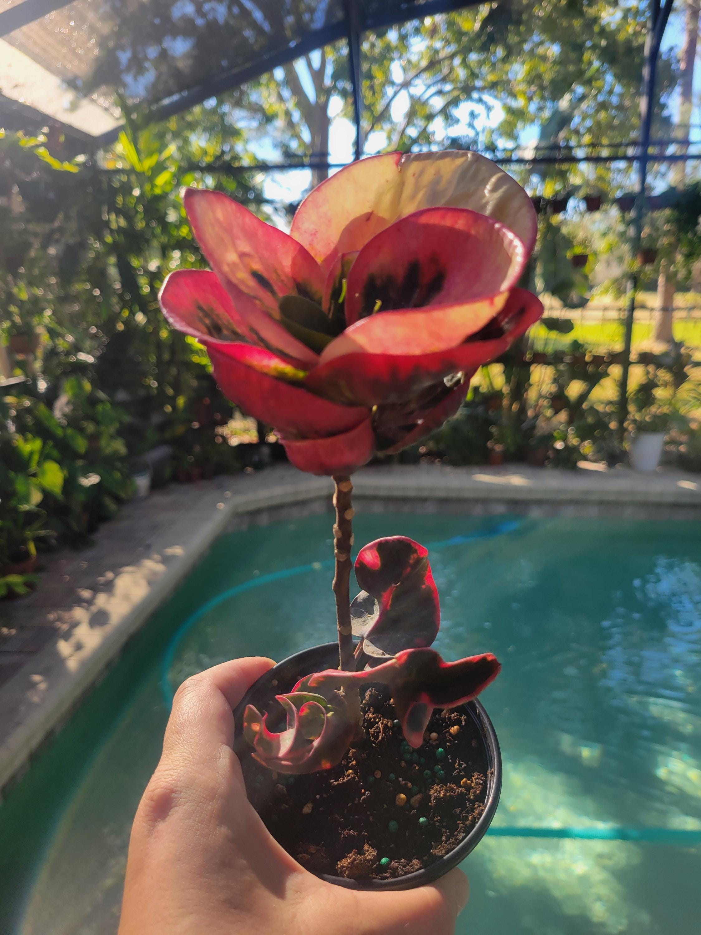 Rose Apple Croton - Etsy