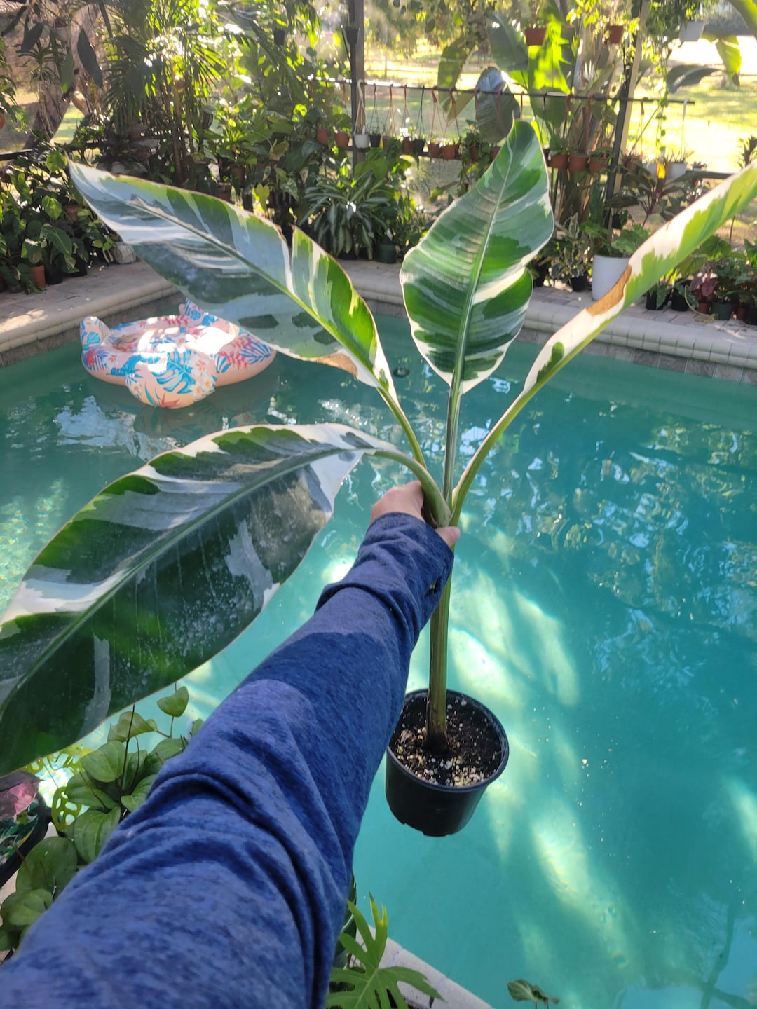 Xxl 6 Waist High Banana Musa Albo White Variegated - Etsy