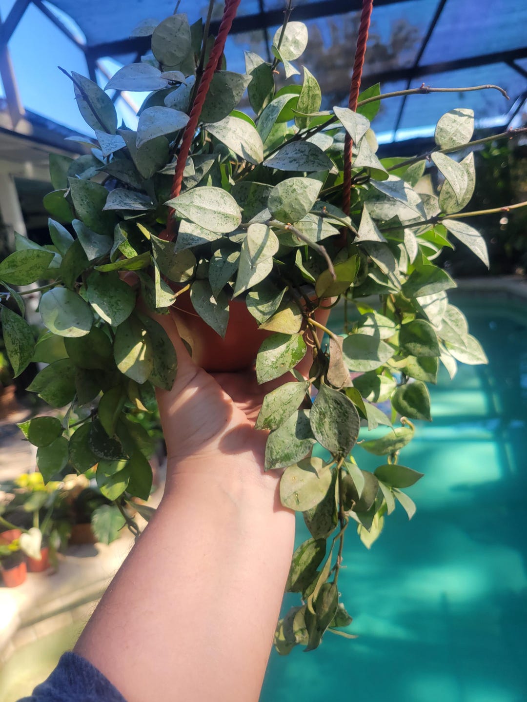 Hoya 6" Trailing Krohniana Super Silver - Etsy