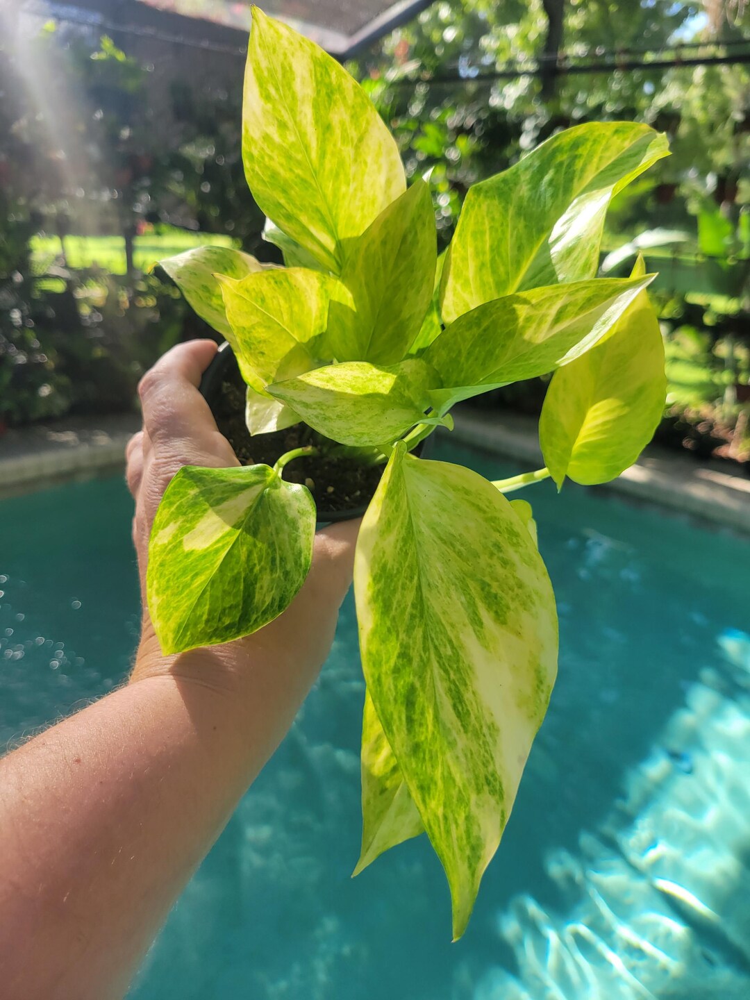 Epi Epipremnum Pothos Neon Queen 4 - Etsy