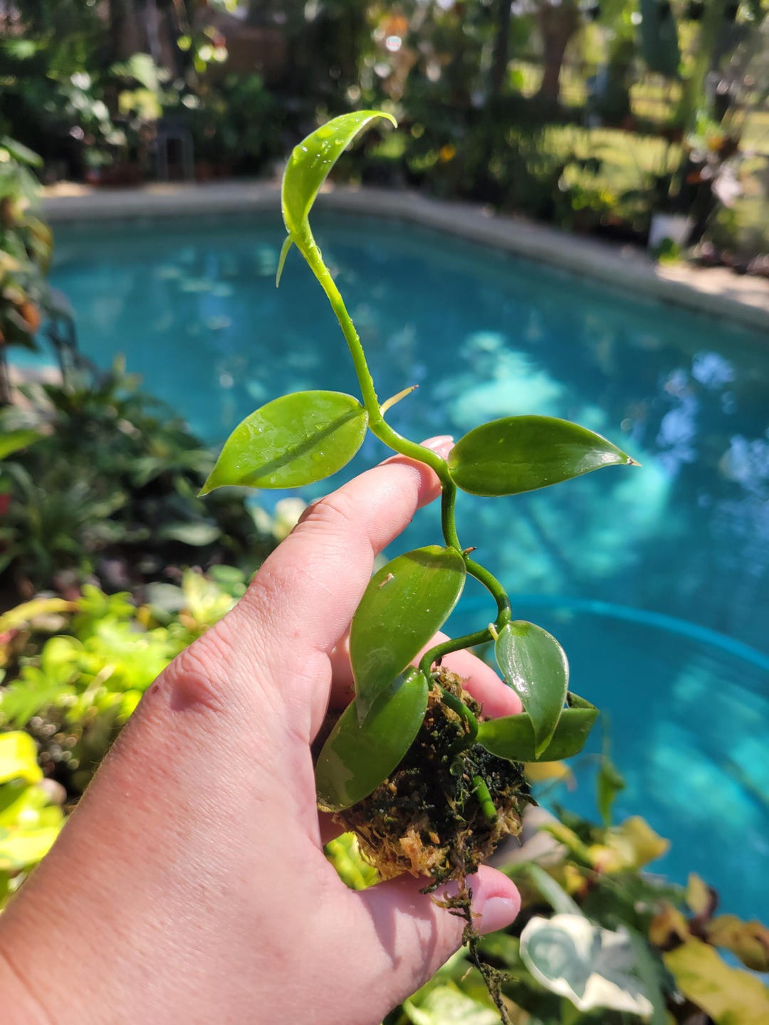 Vanilla Bean Orchid Plugs Starters Planifolia (1) - Etsy