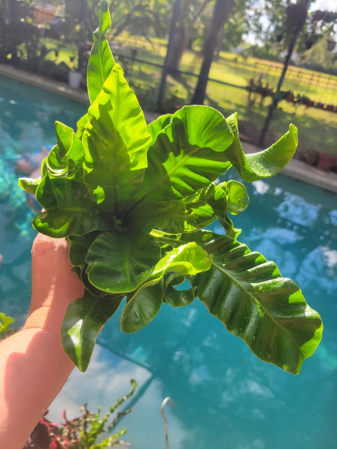Cobra Fern - Etsy