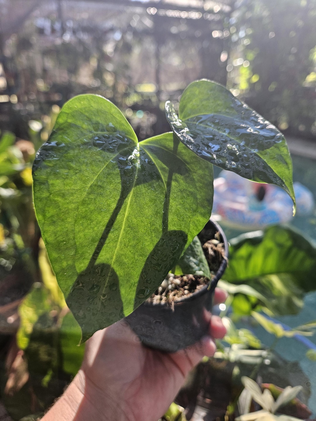 Anthurium Delta Force - Etsy
