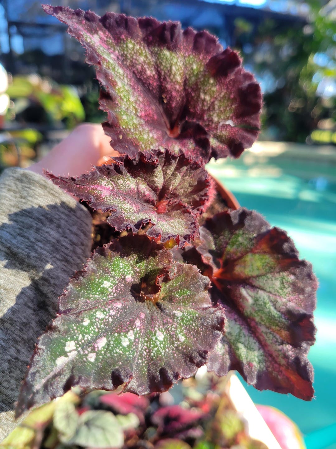 Rex Begonia Later Gator - Etsy