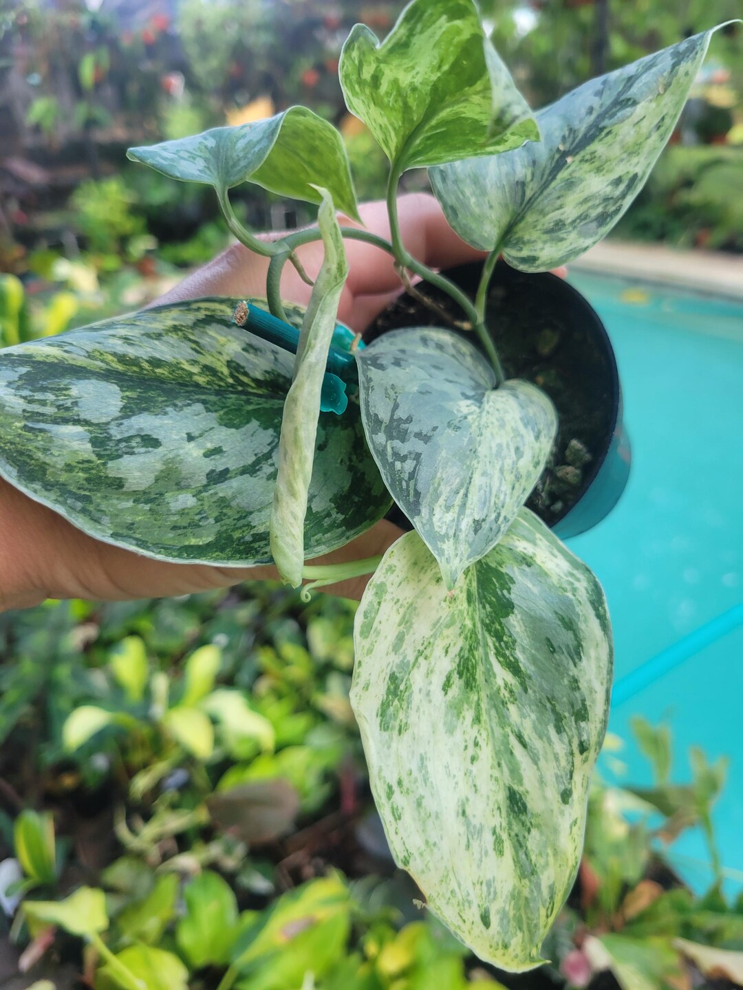Scindapsus Peasun Variegated - Etsy