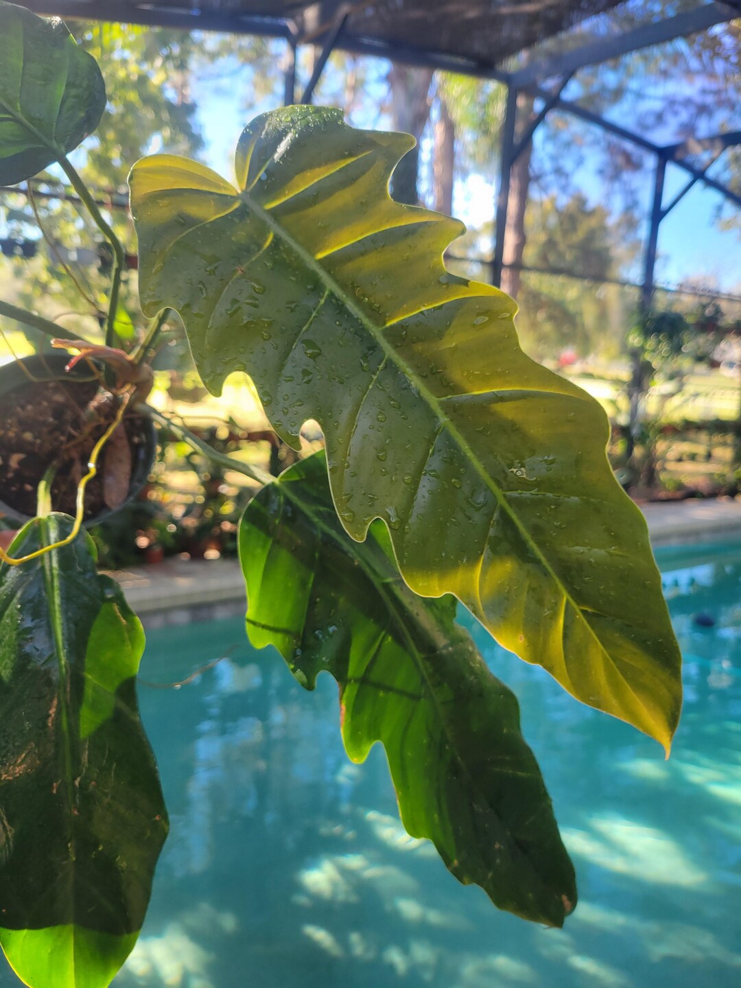 Large Philodendron Angel Eyes Patriciae X Tortum Hybrid - Etsy