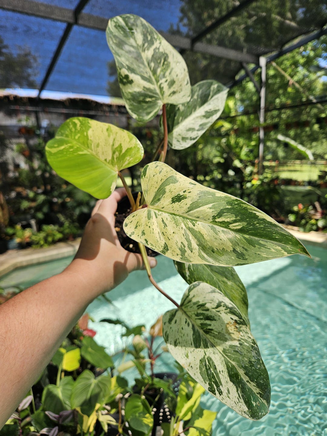 Xxxl Philodendron Variegated Emerald King - Etsy