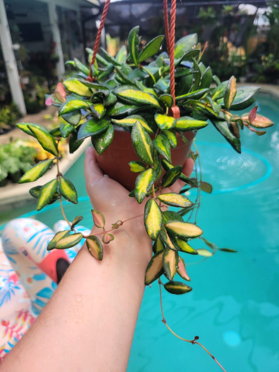 6" Hoya Variegated Ds 70 Burtoniae Ds70 - Etsy
