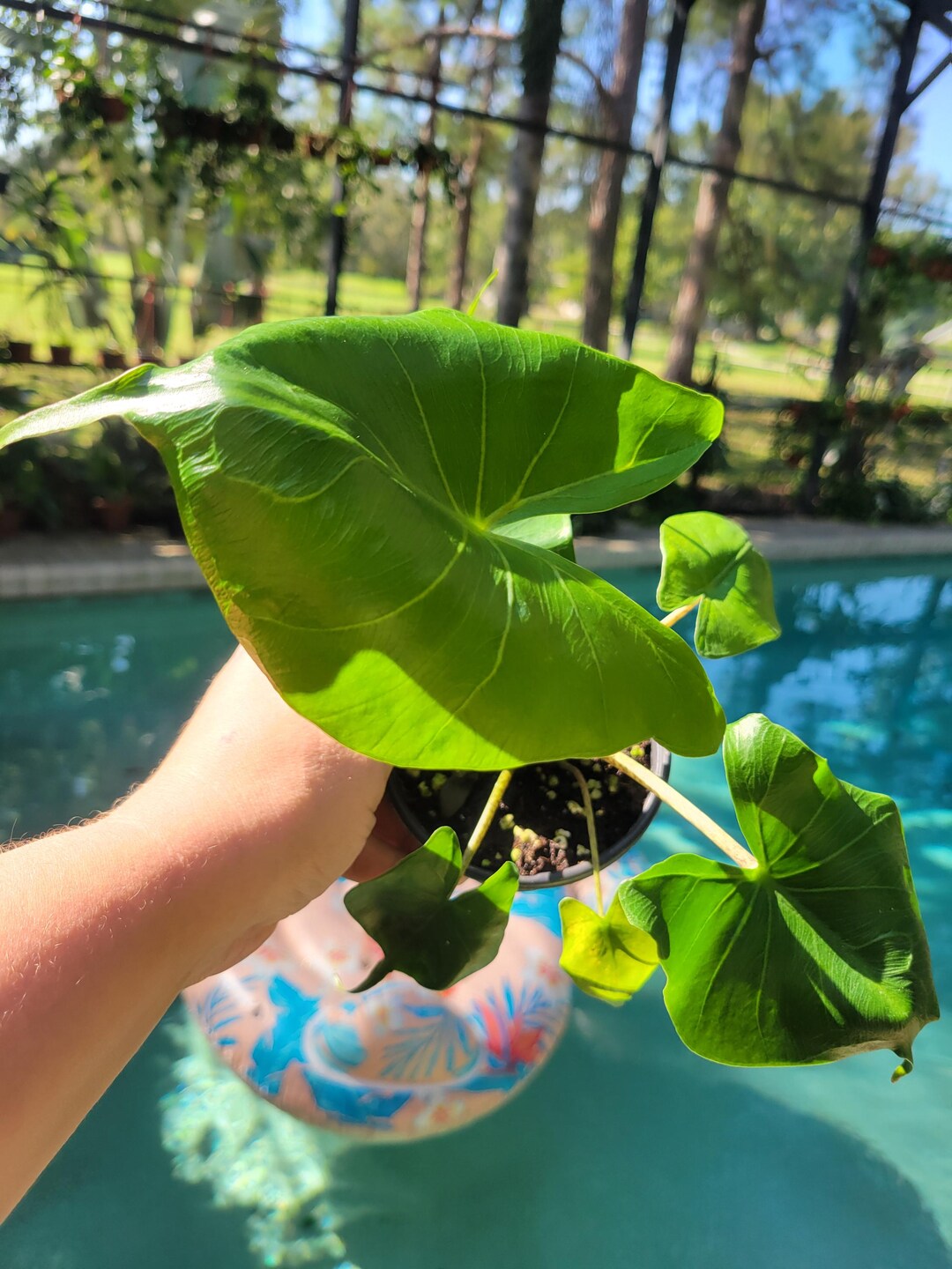 Alocasia Stingray Sting Ray - Etsy