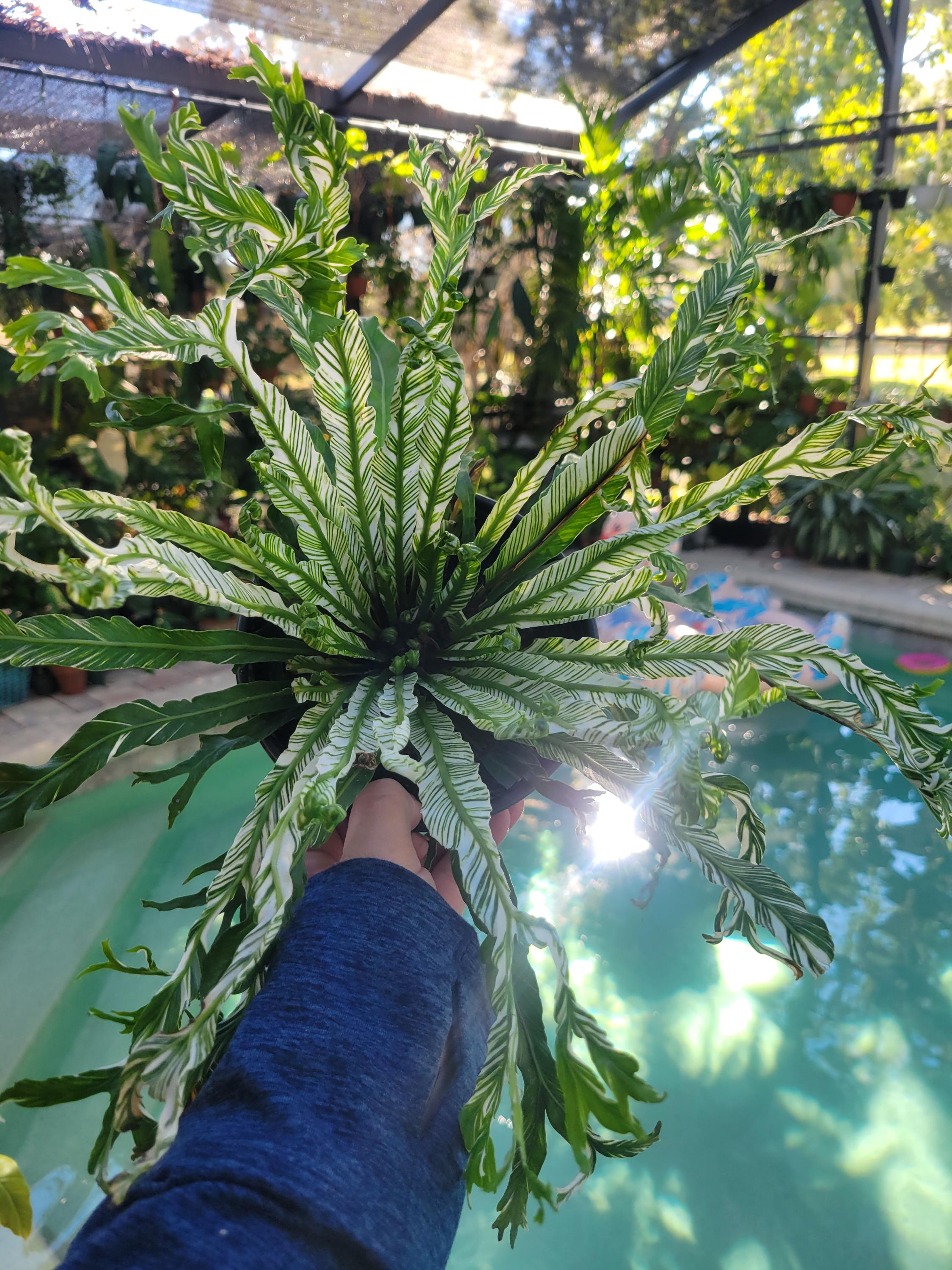 Xl 6 Variegated Birdsnest Fern - Etsy