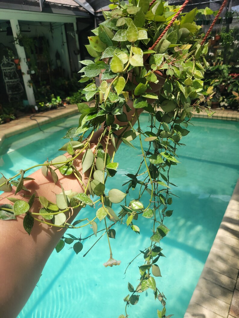 6 Hoya Trailing Khroniana Splash With Peduncle - Etsy