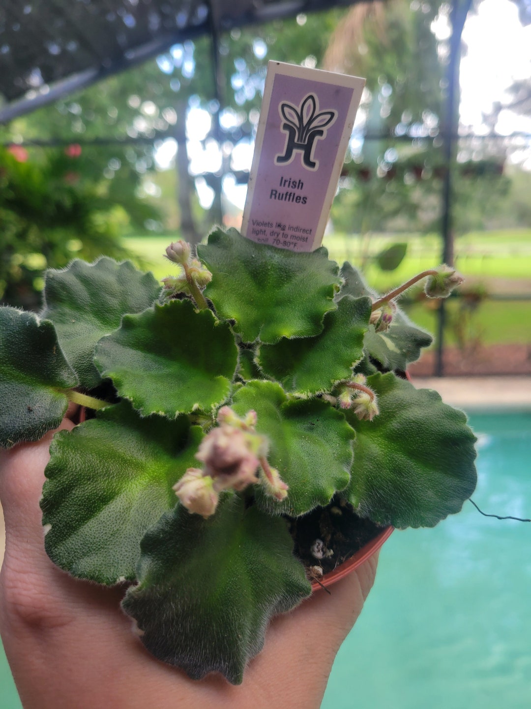 4 Variegated African Violet Irish Ruffles - Etsy