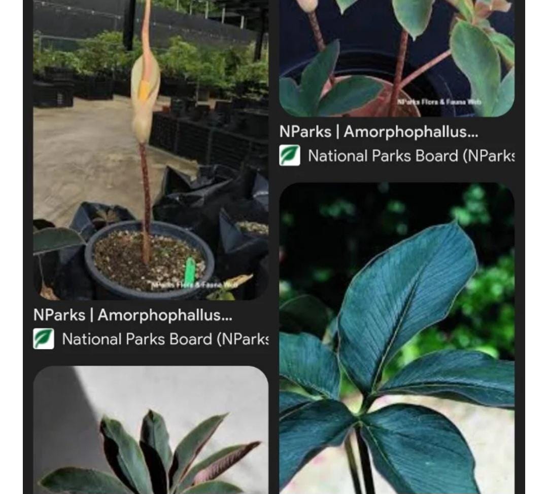 Active (1) Voodoo Lily Amorphophallus Atroviridis Bulb - Etsy