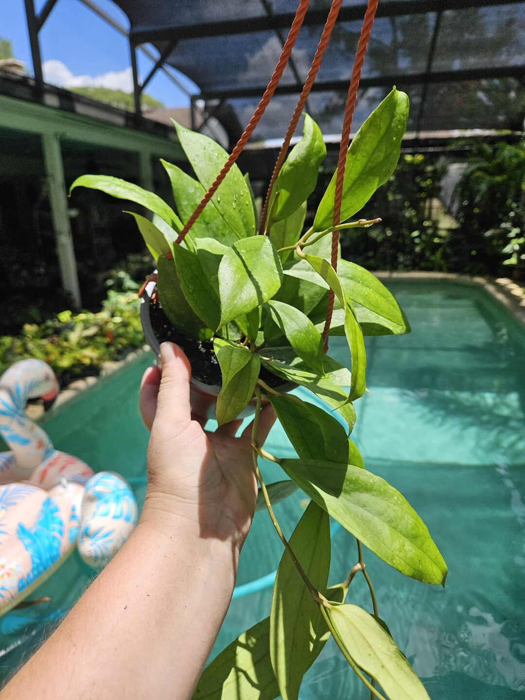 6" Hoya Jennifer - Etsy