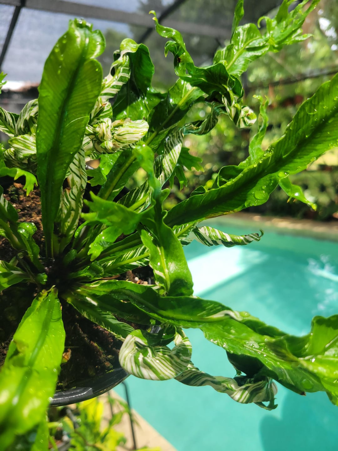 6" Fern Variegated Albo Birdsnest Birds Nest - Etsy