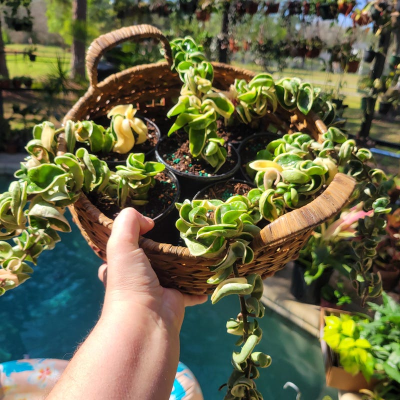 Hindu Rope Variegated - Etsy