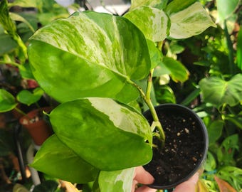 Manjula Pothos Cutting Epipremnum Aureum Manjula - Etsy