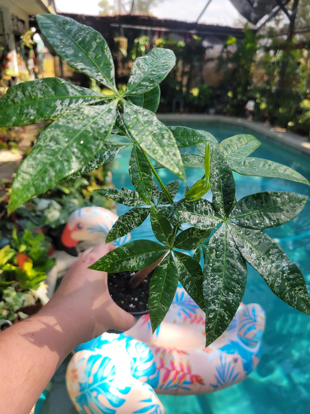 Variegated Money Tree - Etsy