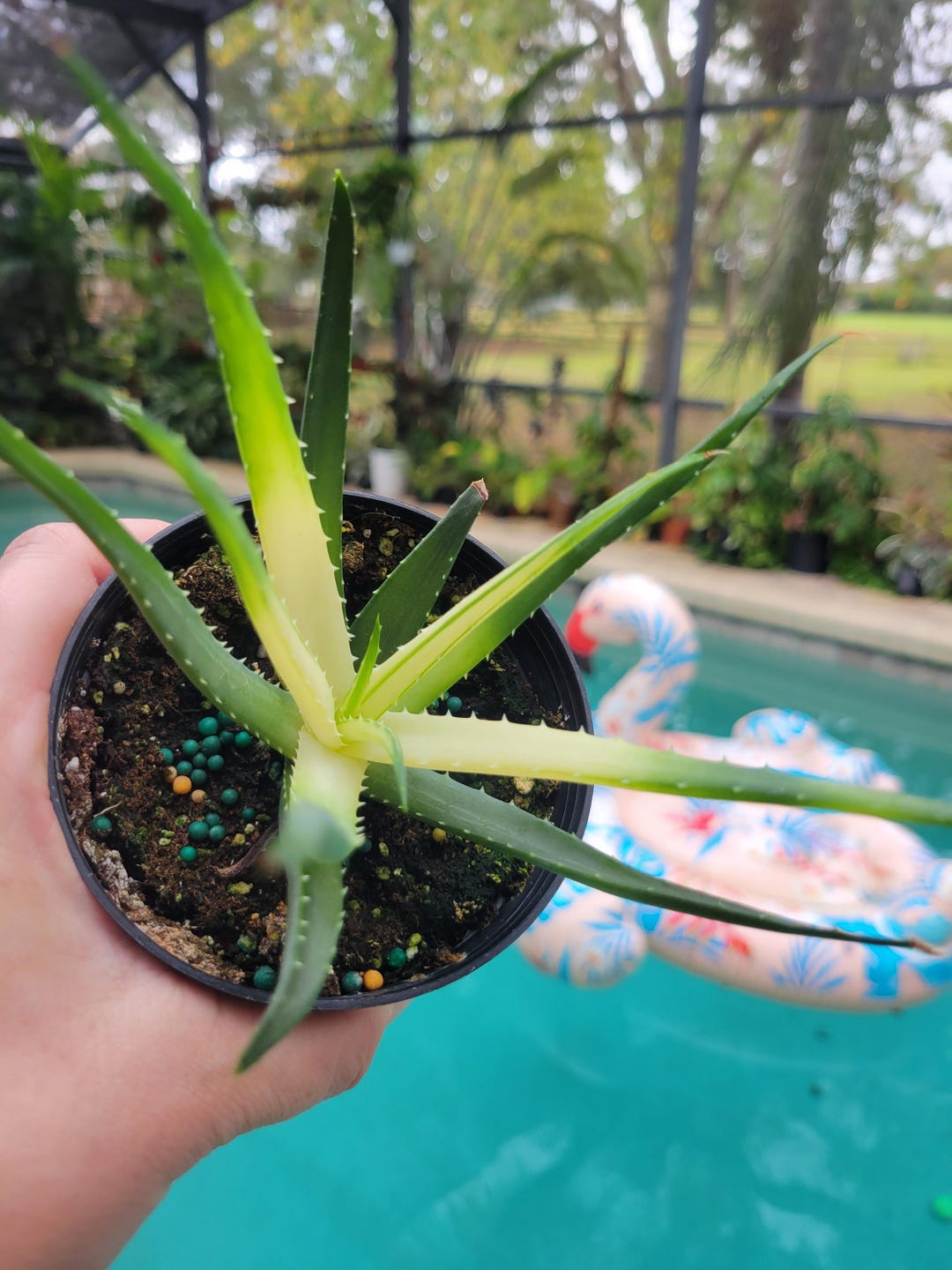 Aloe Solar Flare - Etsy