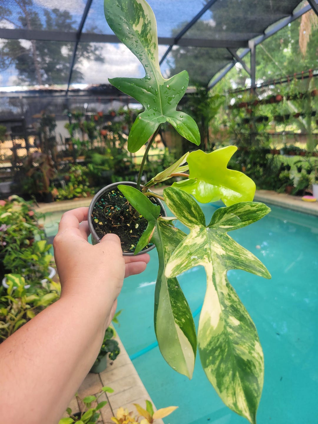 Philodendron Variegated Florida Beauty - Etsy