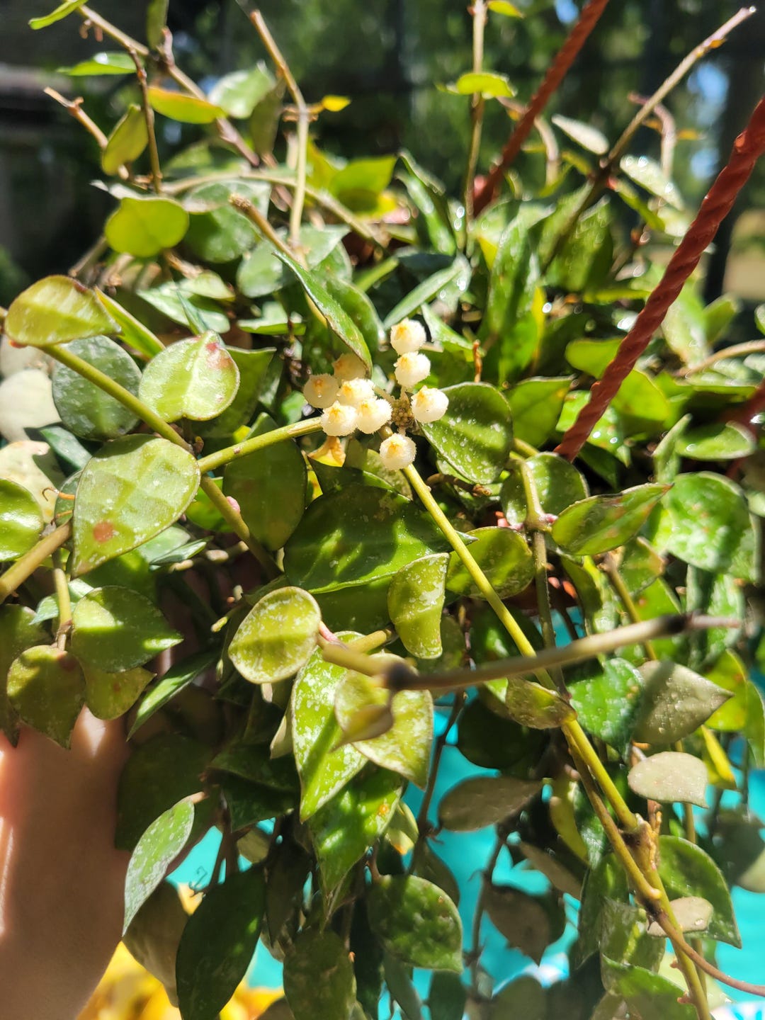 6" Hoya Peduncle / Blooming Khroniana Splash - Etsy