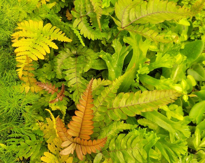 Mini Pixie Fern Plants (6 Pack) (2" Pots) Terrariums Fairy Gardens ...