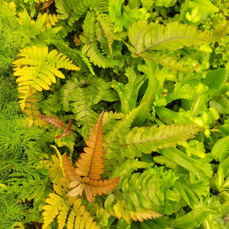 Miniature Ferns - Etsy