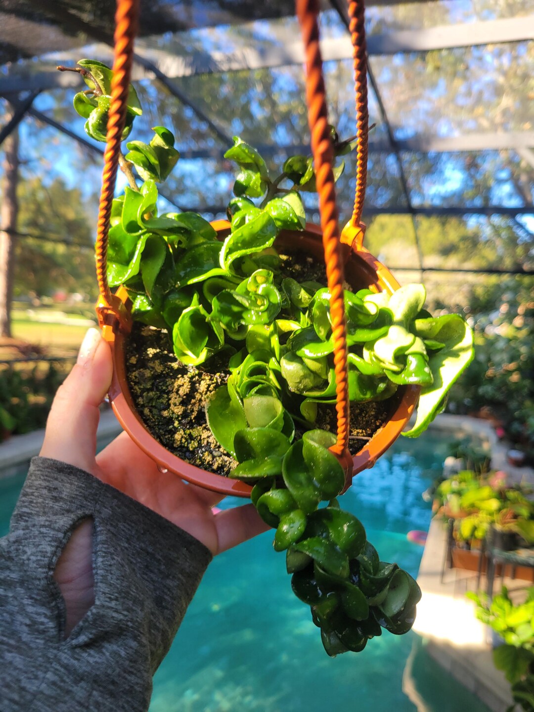 6" Hoya Compacta Green Rope - Etsy