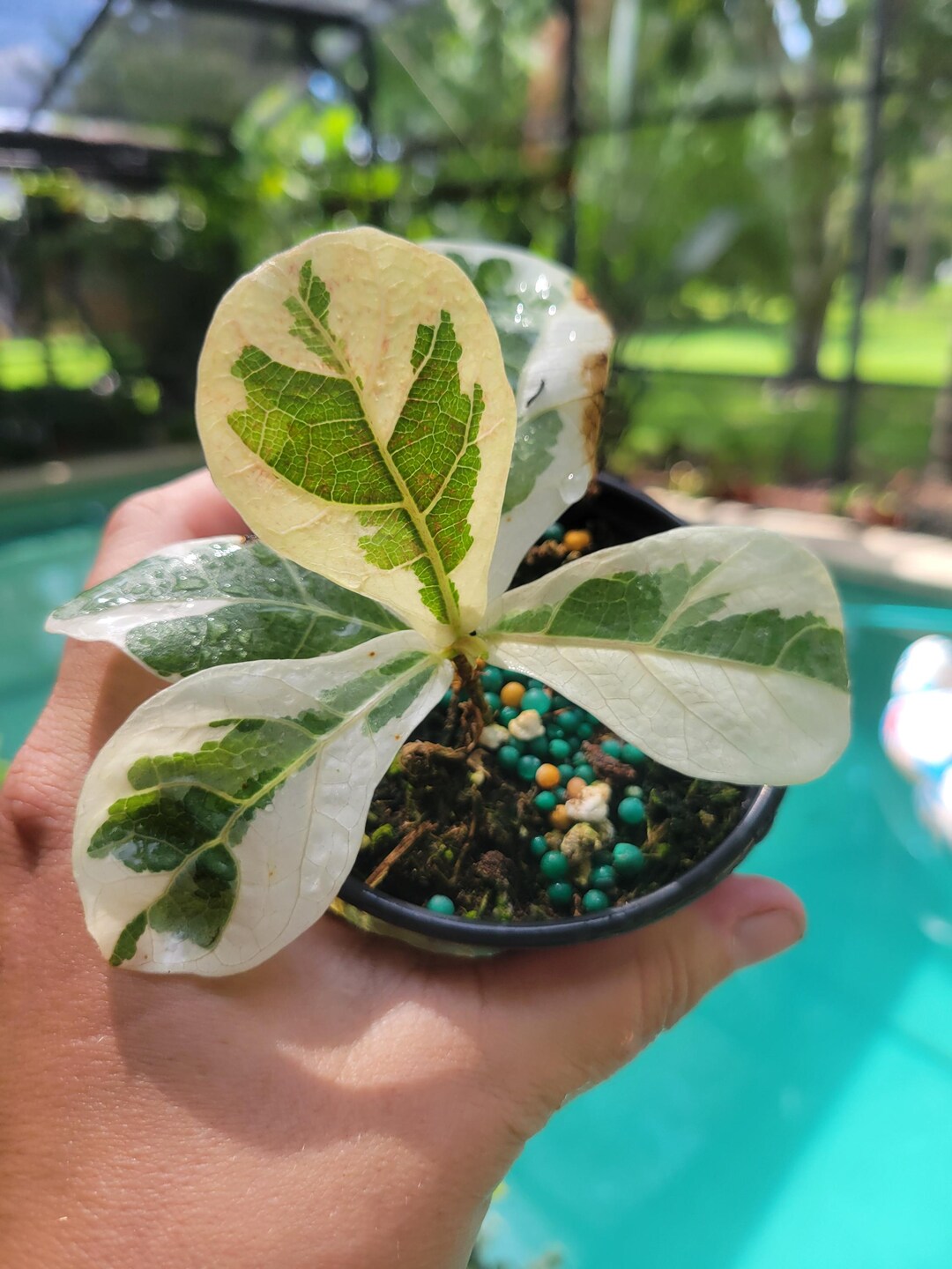 Variegated Lyrata Fiddle Leaf Fig - Etsy