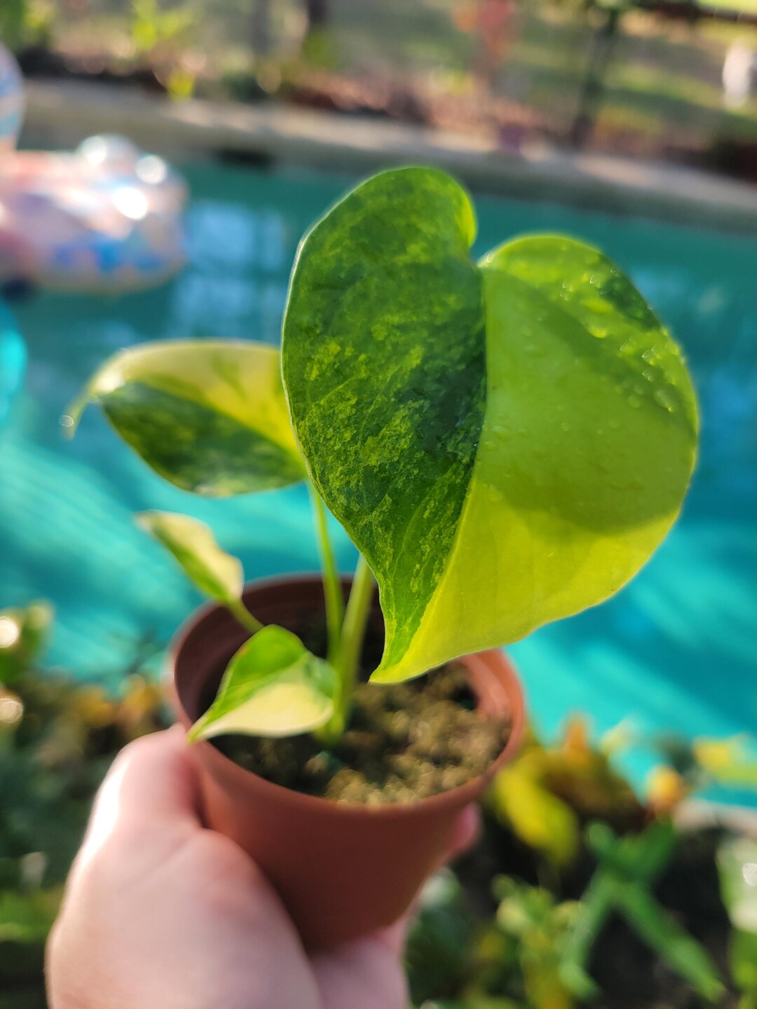 Monstera Yellow Marilyn Variegated Half Moon - Etsy