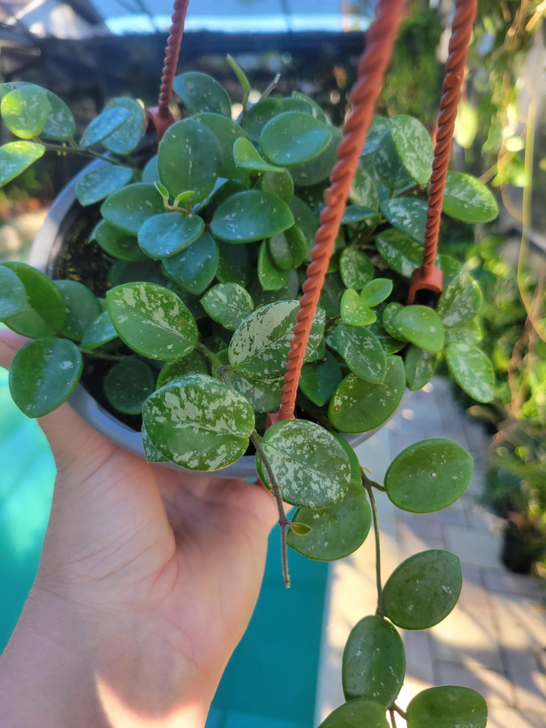 6" Hoya Mathilde Splash - Etsy