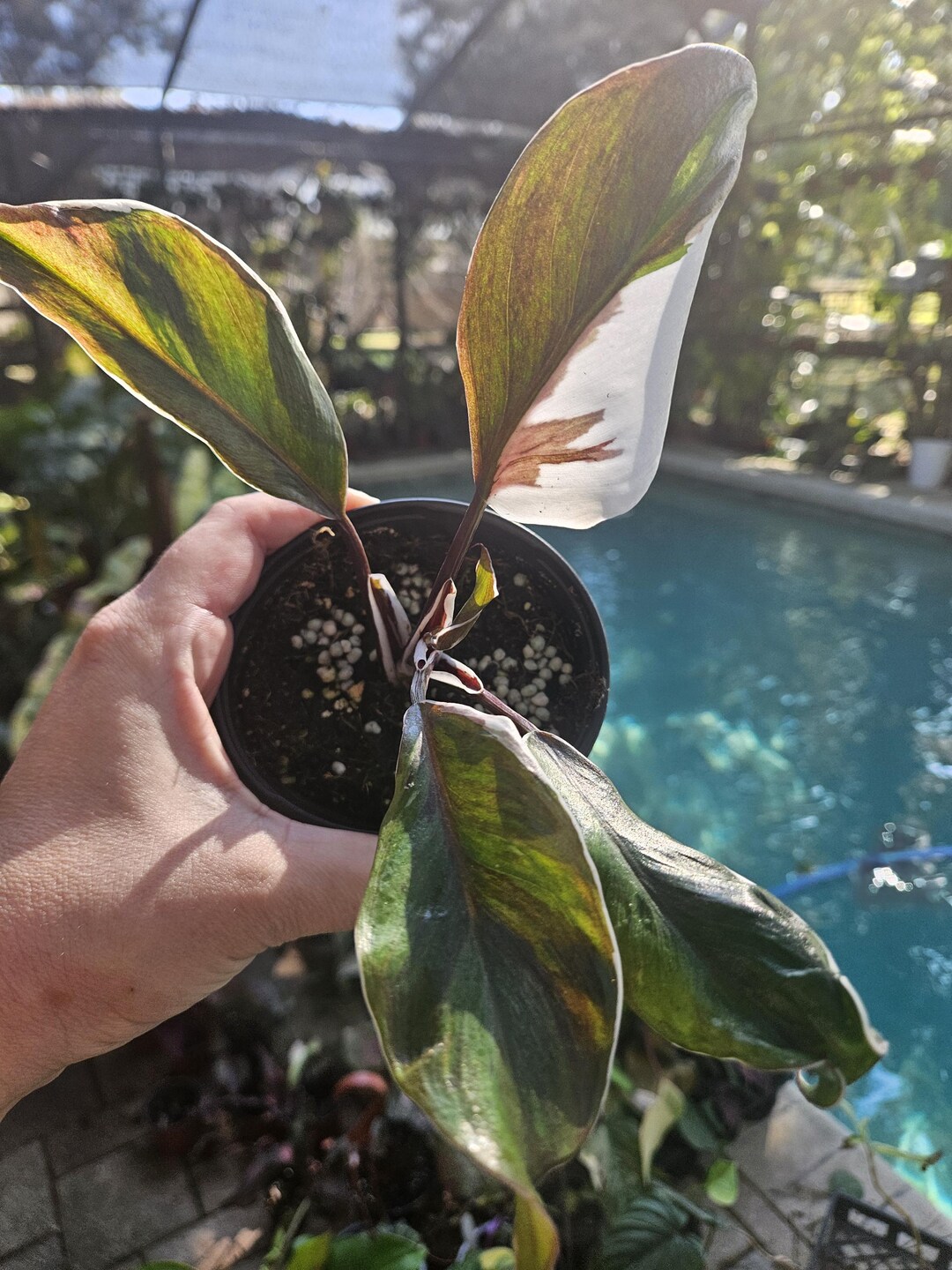 Philodendron Variegated White Knight Mutation Mutant - Etsy