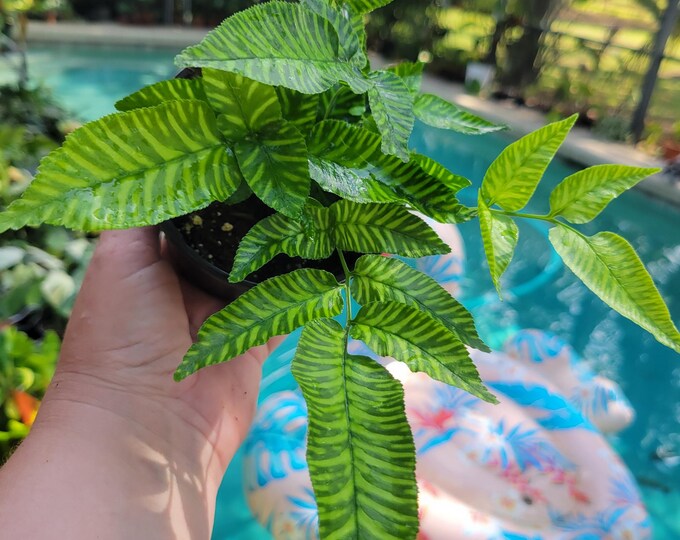 Golden Zebra Fern - Etsy