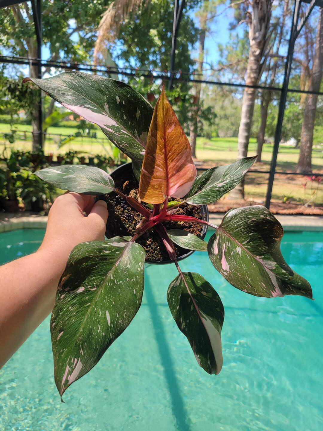 6 Marble Philodendron Ppp Pink Princess - Etsy