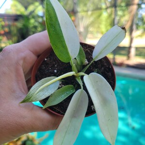 Sport Variegated Half Moon Philodendron Florida Ghost - Etsy