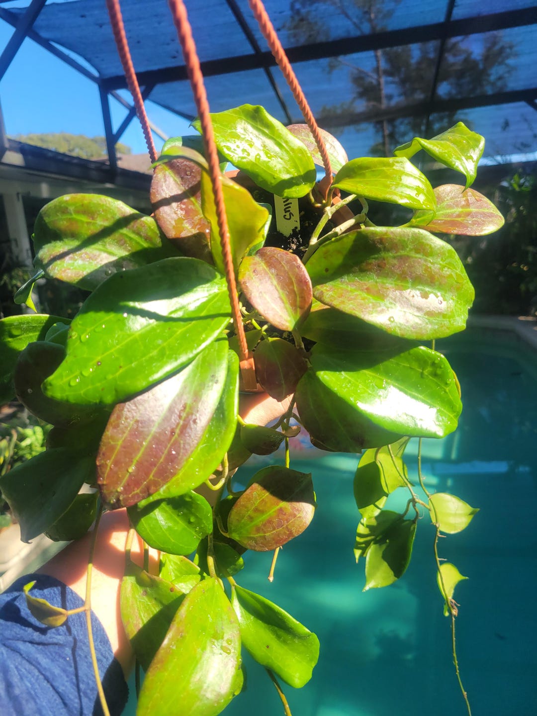 Hoya 6 Sunrise Sunstressed Red - Etsy