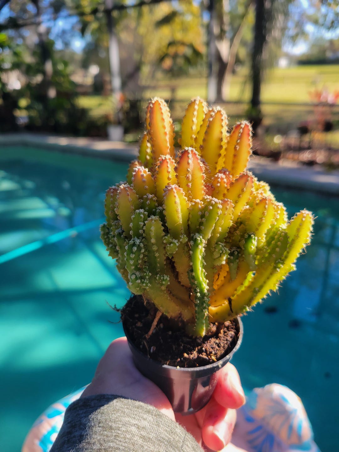 Fairy Tale Cactus - Etsy