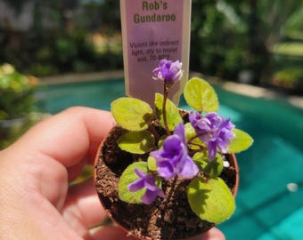 Rob's Zipper Zapper (semi/mini) ~ African Violet Leaf Cutting - Etsy