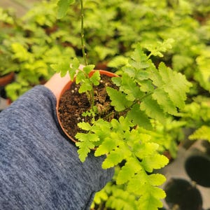Mini Pixie Fern Plants (6 Pack) (2" Pots) Terrariums Fairy Gardens ...