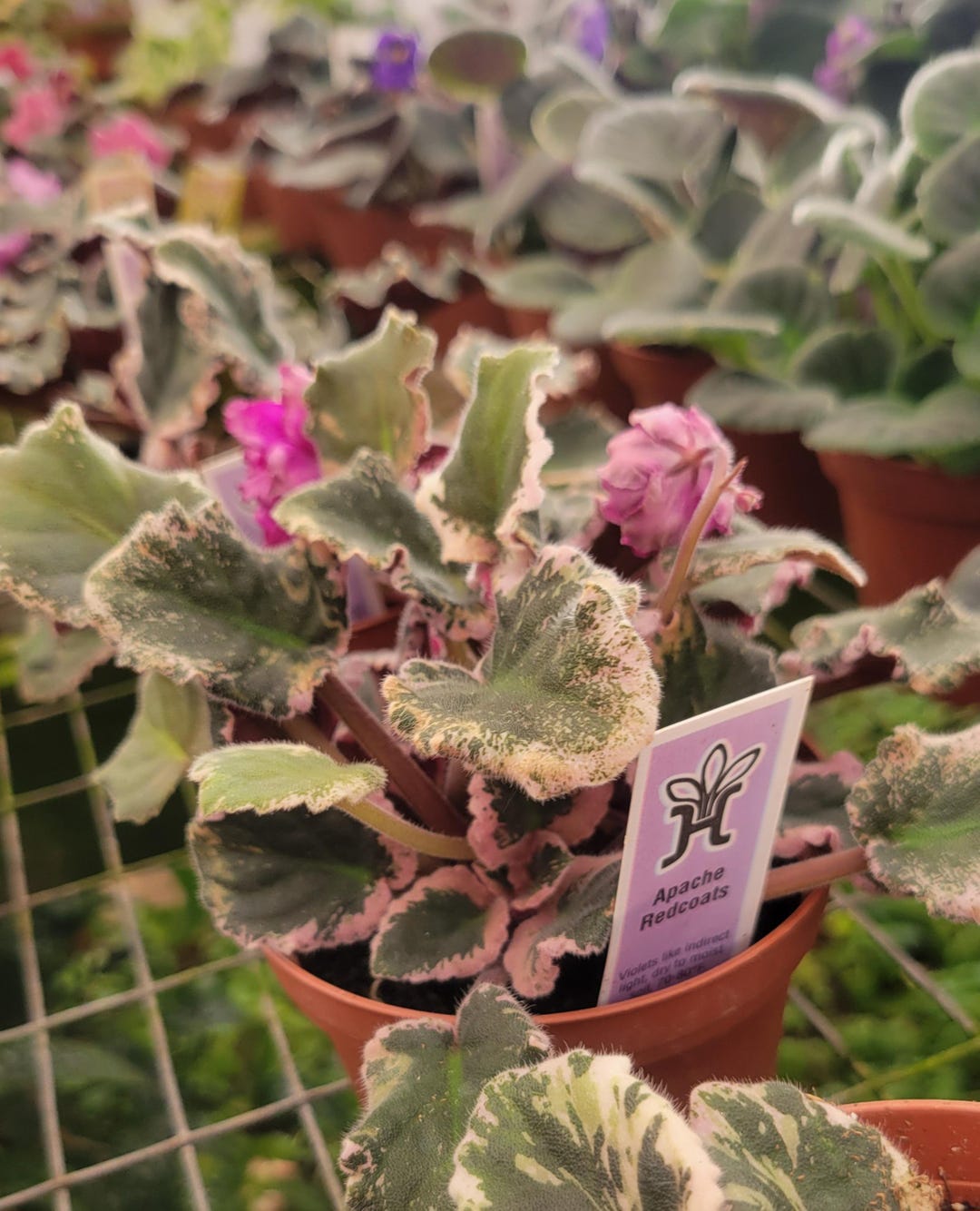 Apache Redcoats Variegated African Violet 4" - Etsy